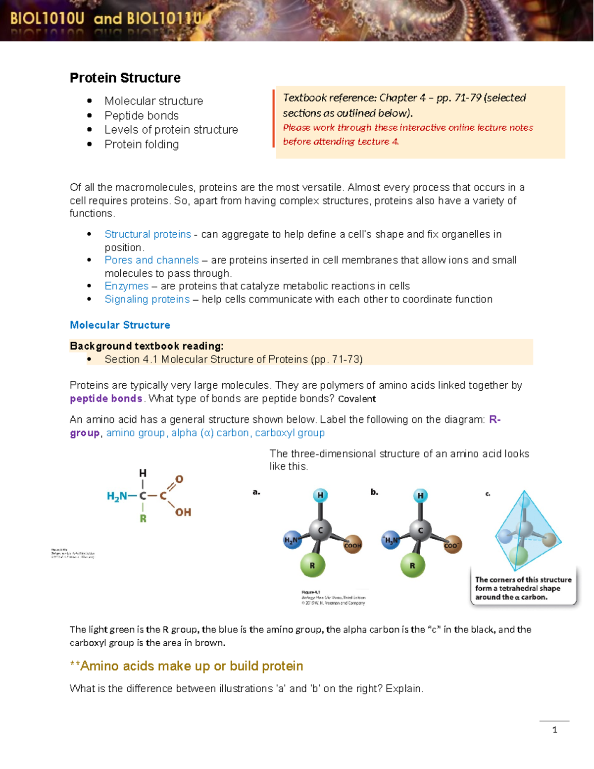 L4 Protein structure interactive (lecture 4)docx - Protein Structure ...