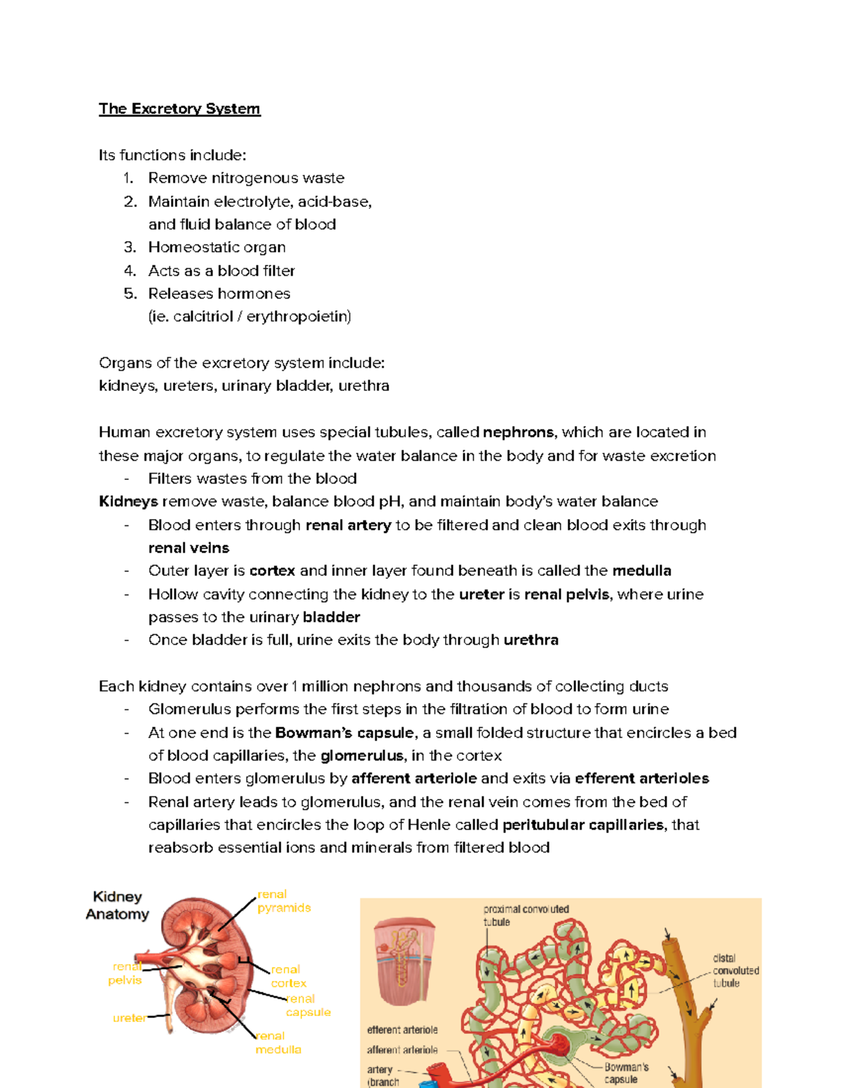 The Excretory System - Remove nitrogenous waste 2. Maintain electrolyte ...