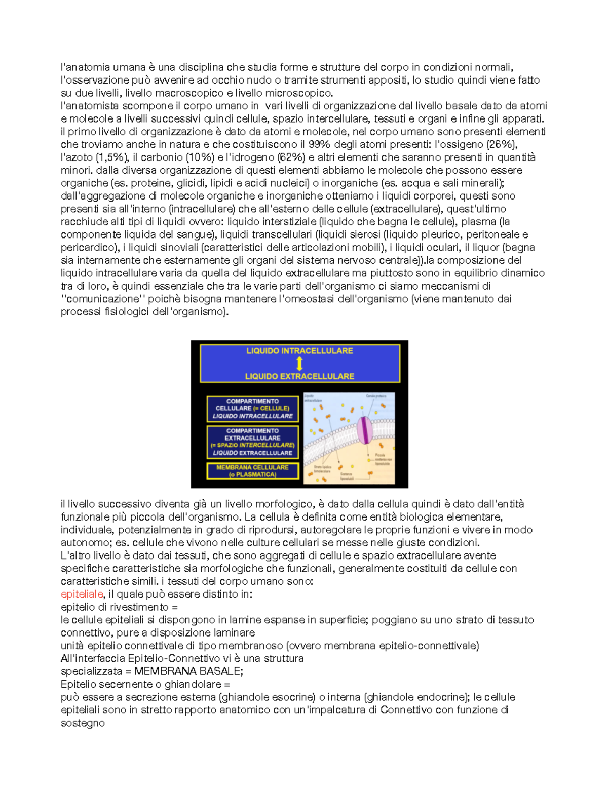 Anatomia - l'anatomia umana è una disciplina che studia forme e ...