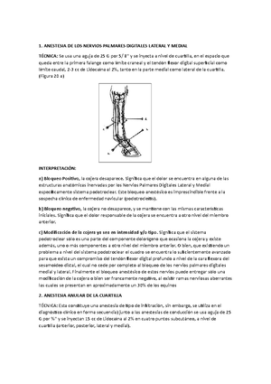 Vias de administracion en equinos Vias de administracion en equinos ...