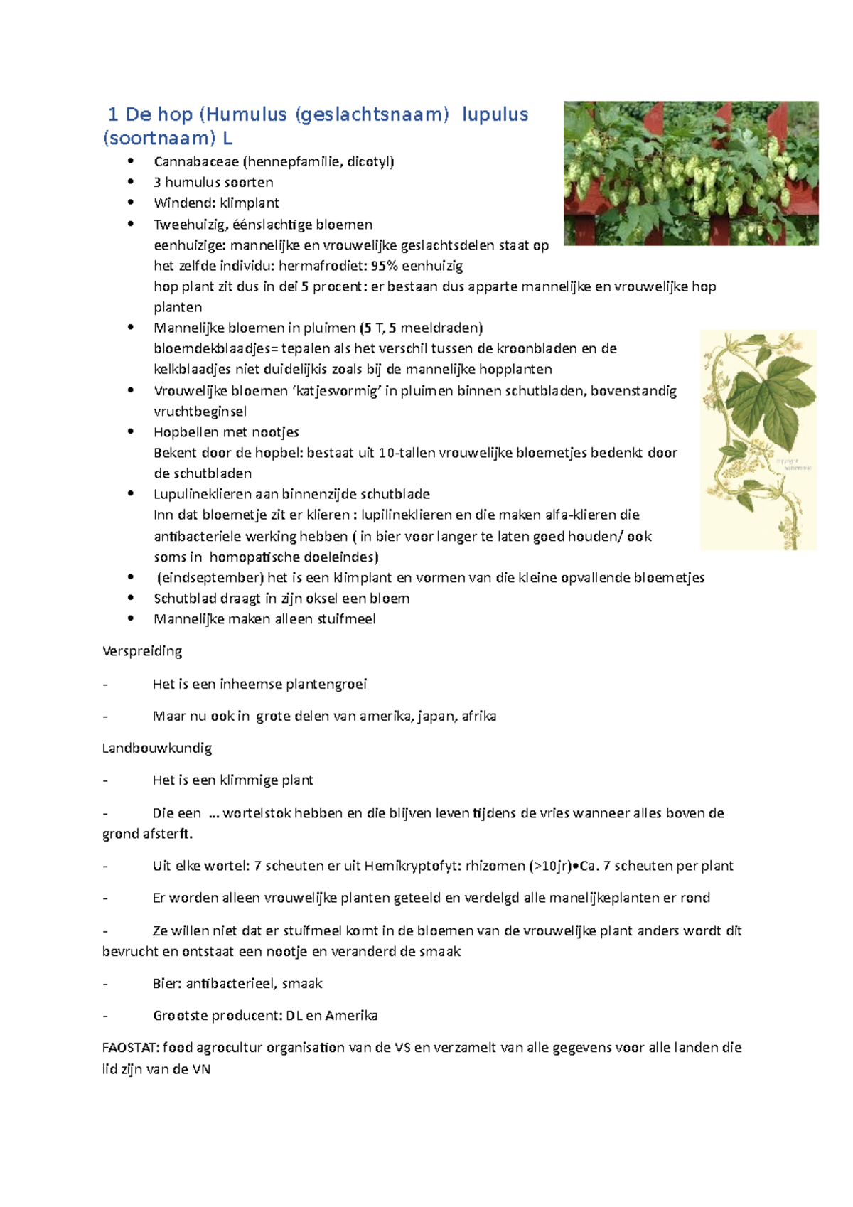 Planten vande week - uit hoorcolleges - 1 De hop (Humulus ...