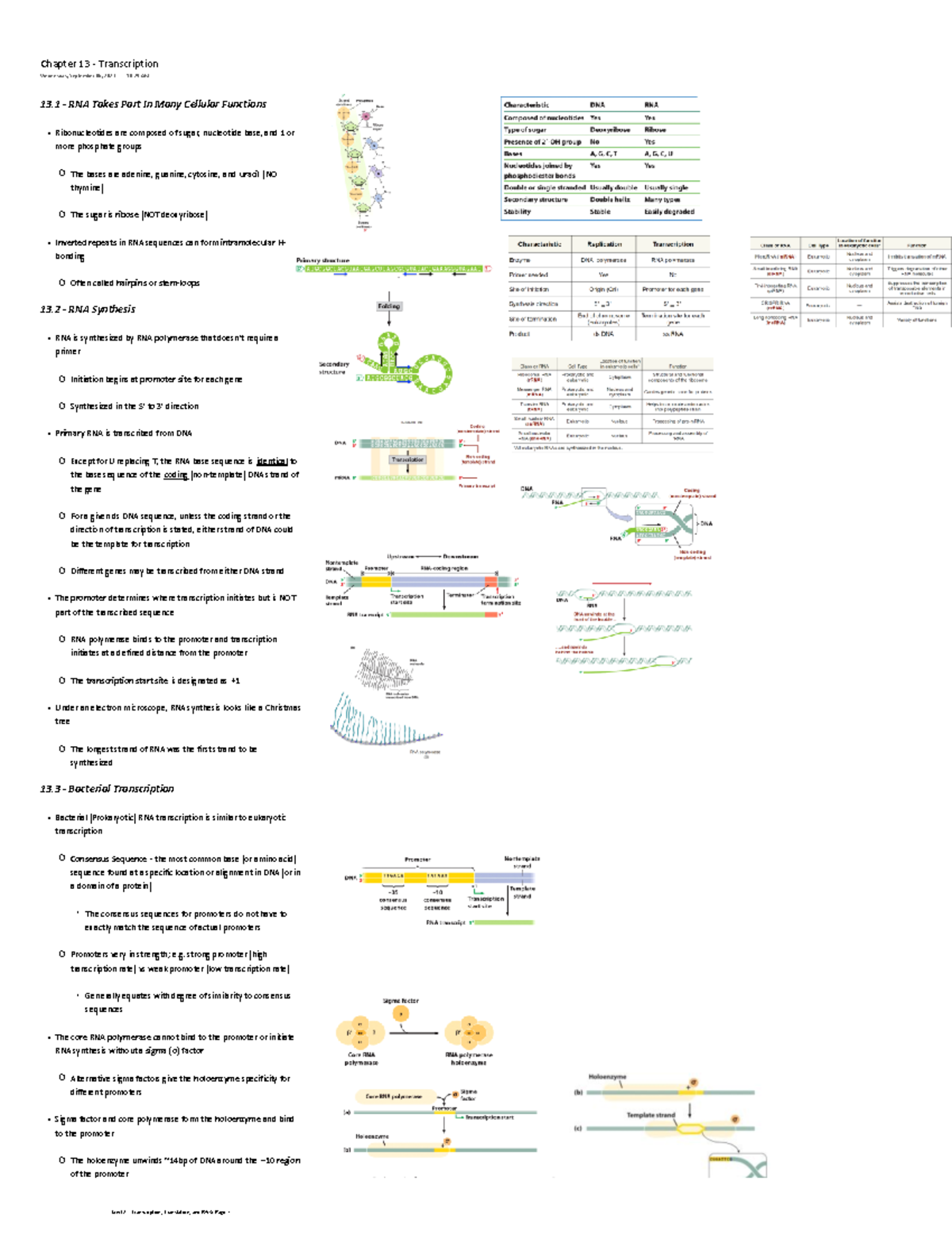 Chapter 13 - Transcription - 13 - RNA Takes Part In Many Cellular ...