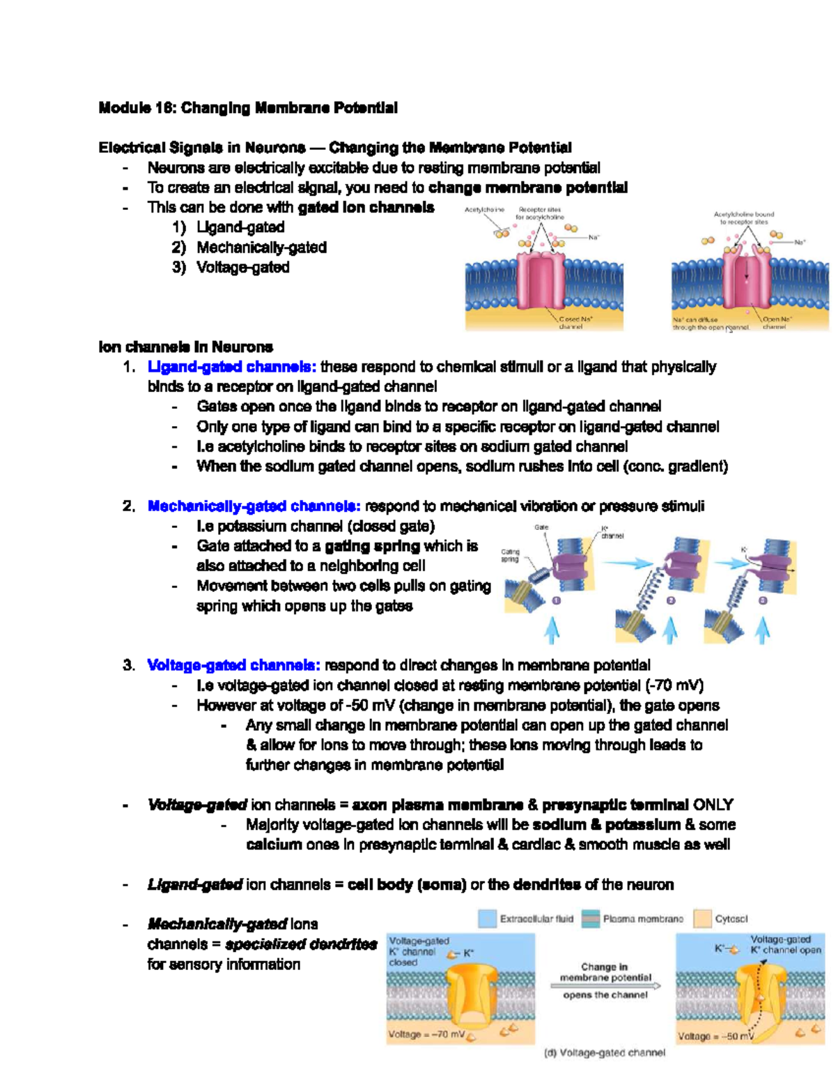KIN 2Y03 Module 16 - Module 16: Changing Membrane Potential Electrical ...