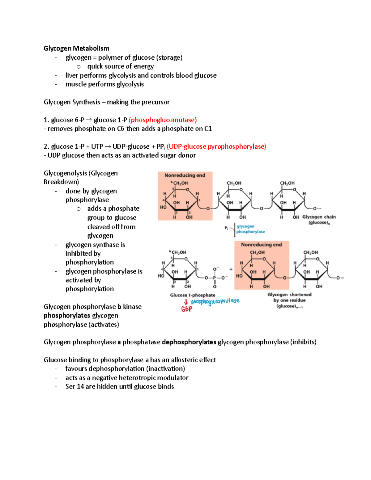 BIOC 3560 lecture notes - Glycogen Metabolism - glycogen = polymer of ...