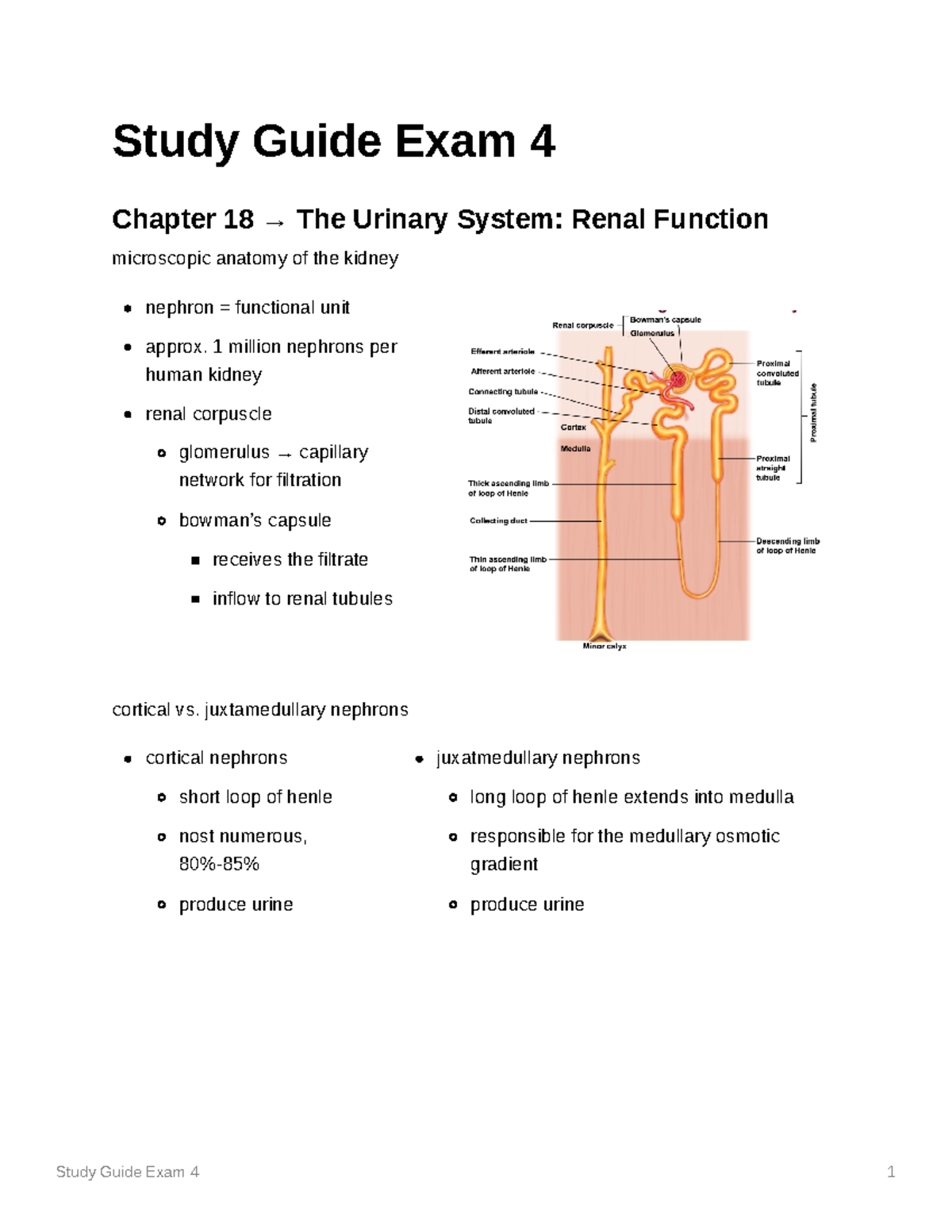 Study Guide Exam 4 - chapters 18, 19, 20 - Study Guide Exam 4 Chapter ...