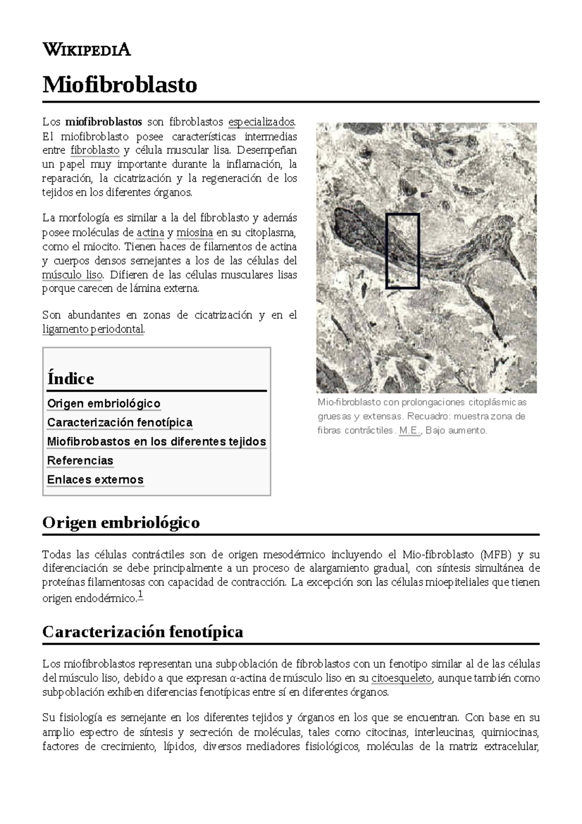 Miofibroblasto - Recuadro: muestra zona de fibras contráctiles. M ...