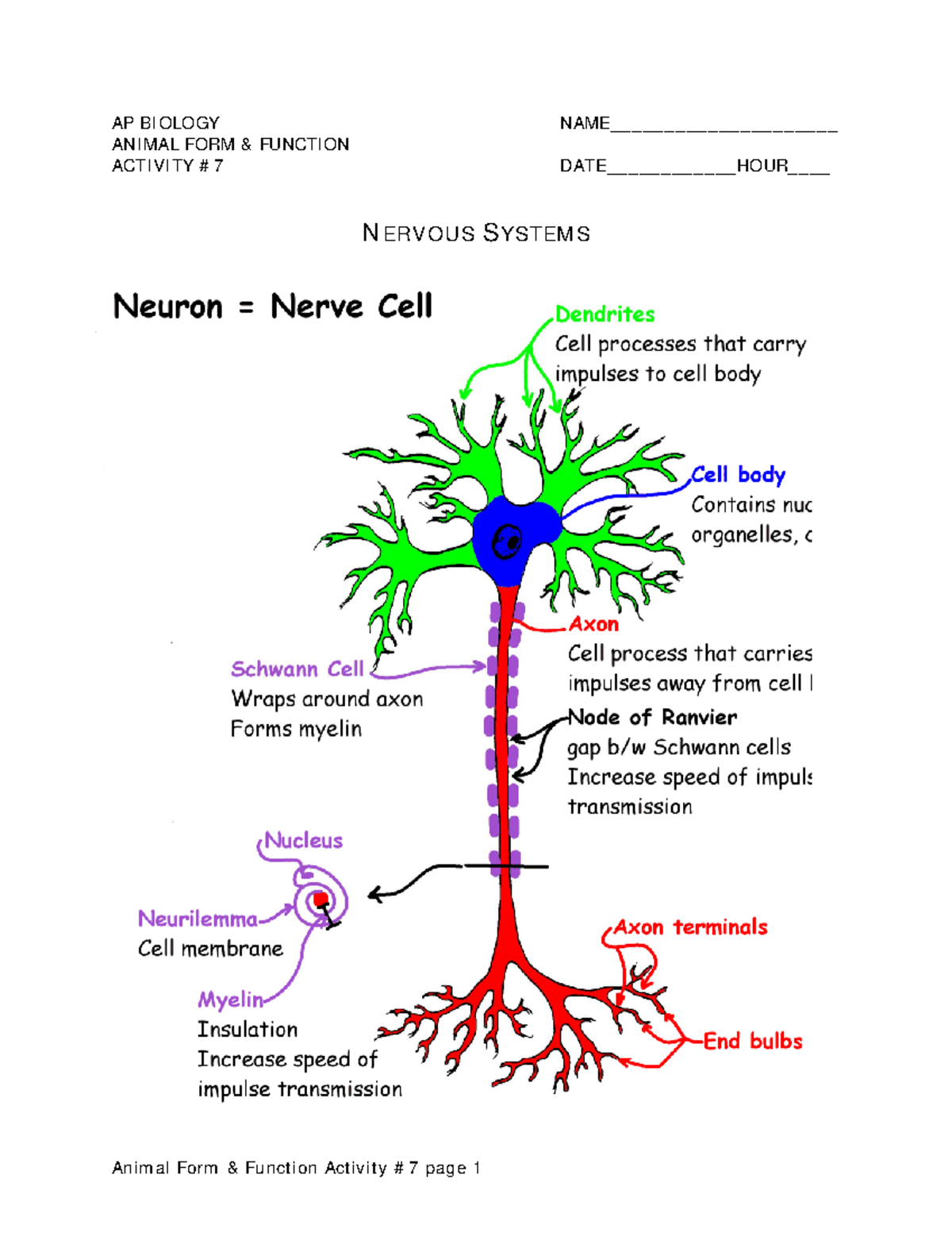 Nervous System Notes - AP BI OLOGY NAME_____________________ ANI MAL ...