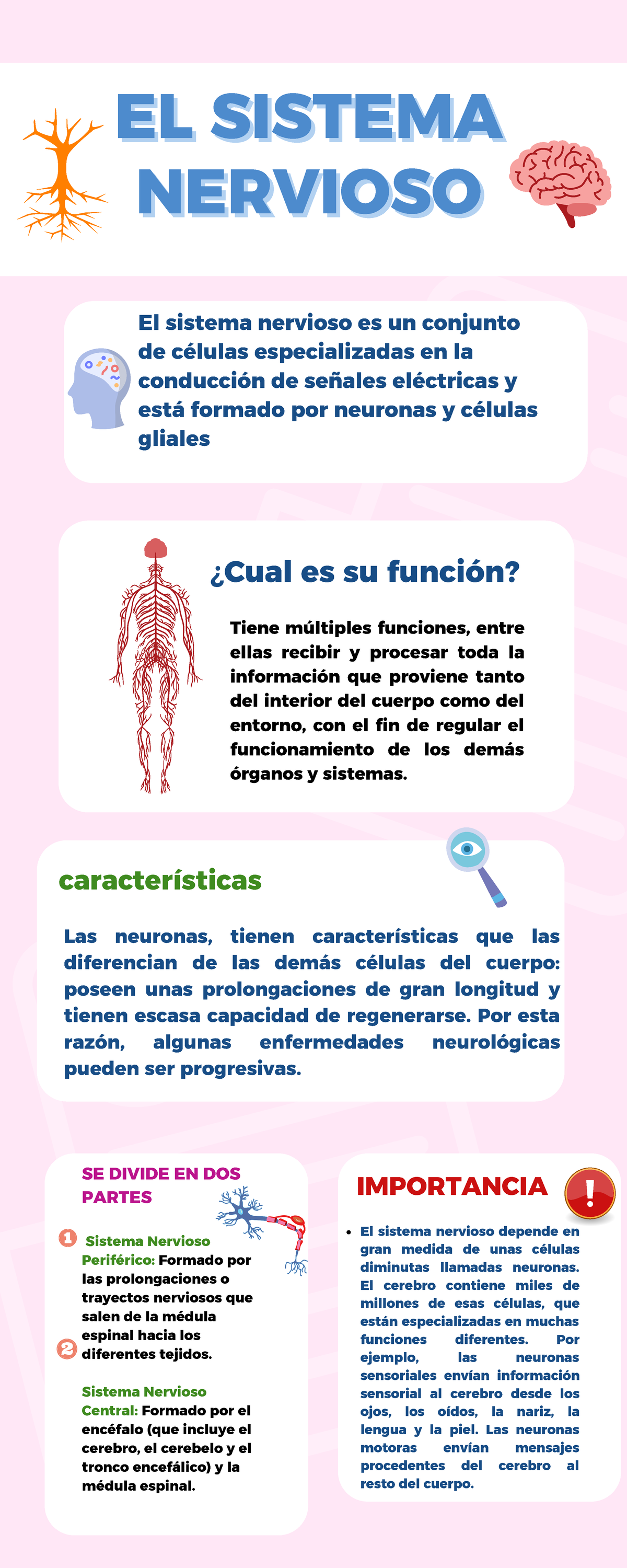 Infografia - EL SISTEMAEL SISTEMA NERVIOSONERVIOSO El sistema nervioso ...