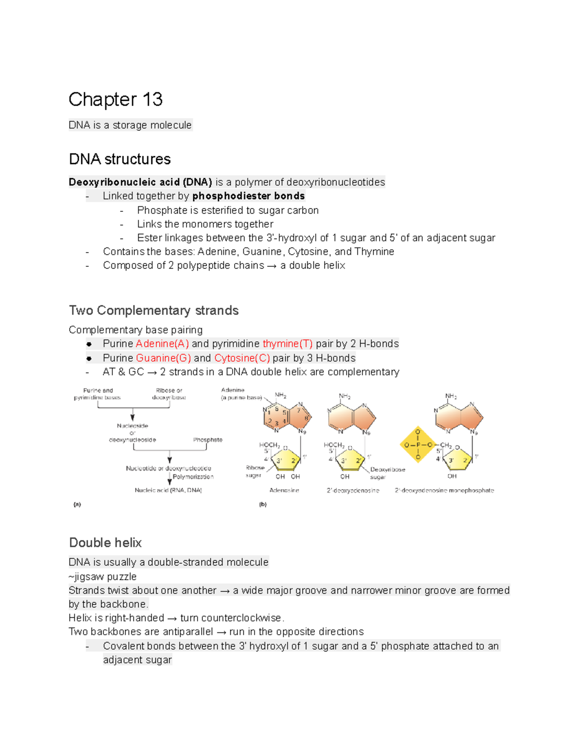 MIC 102 Mid 2 - lecture note - Chapter 13 DNA is a storage molecule DNA ...