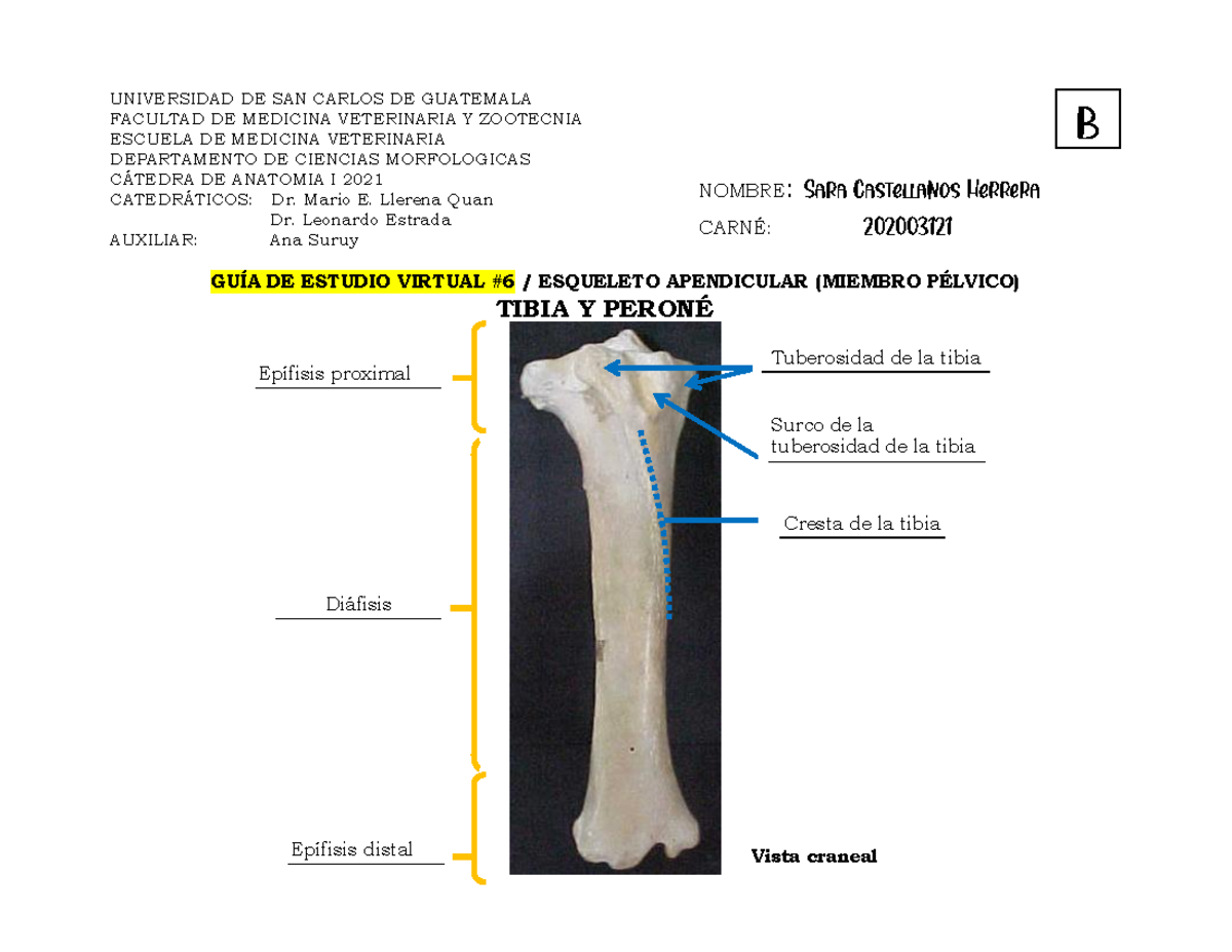 Guía de estudio #6 - Tibia, peroné y tarso Sara Castellanos ...