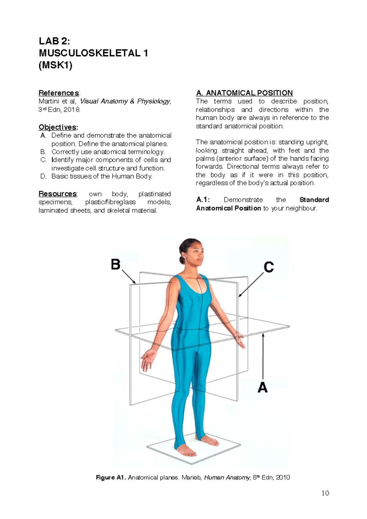 2 Lab 2 MSK1 Lab 2021 Bb-2 - A B C LAB 2: MUSCULOSKELETAL 1 (MSK1) References: Martini et al ...