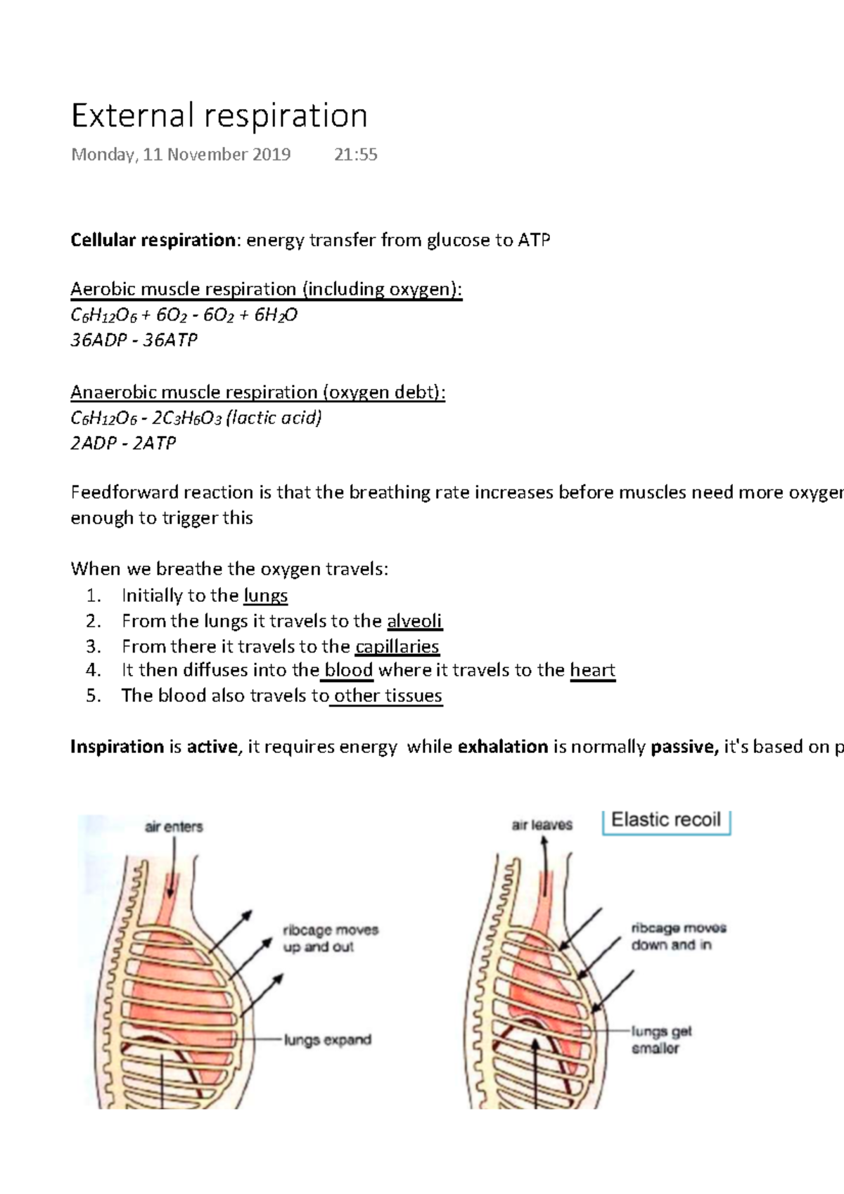 External respiration - Cellular respiration : energy transfer from ...