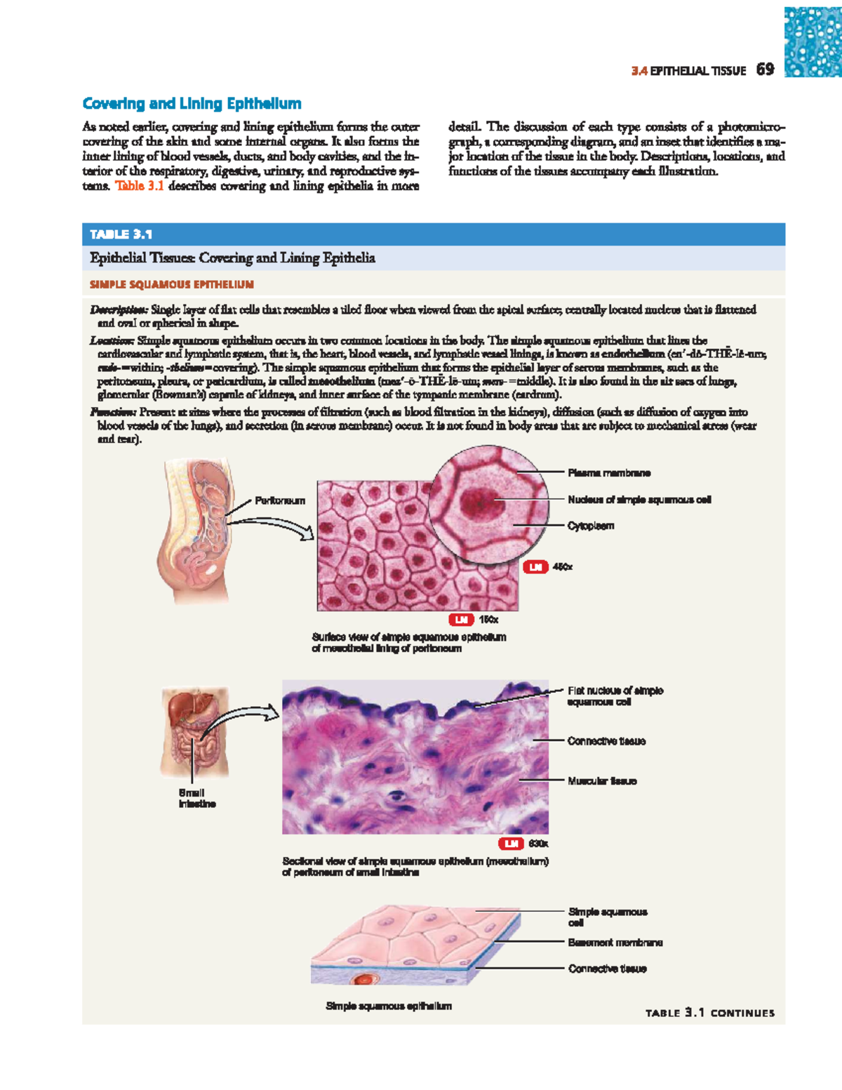 Epithelial Tissue - 3 EPITHELIAL TISSUE 69 Covering and Lining ...