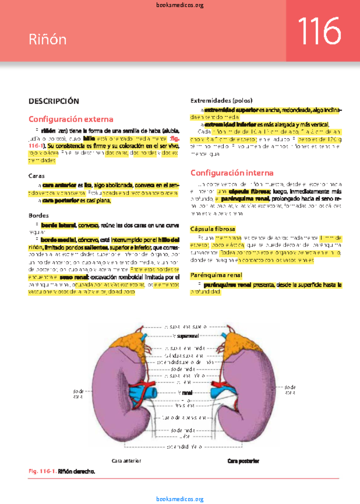 Anatomía Riñon Latarjet Tomo 2 - DESCRIPCIÓN Configur El riñón ...