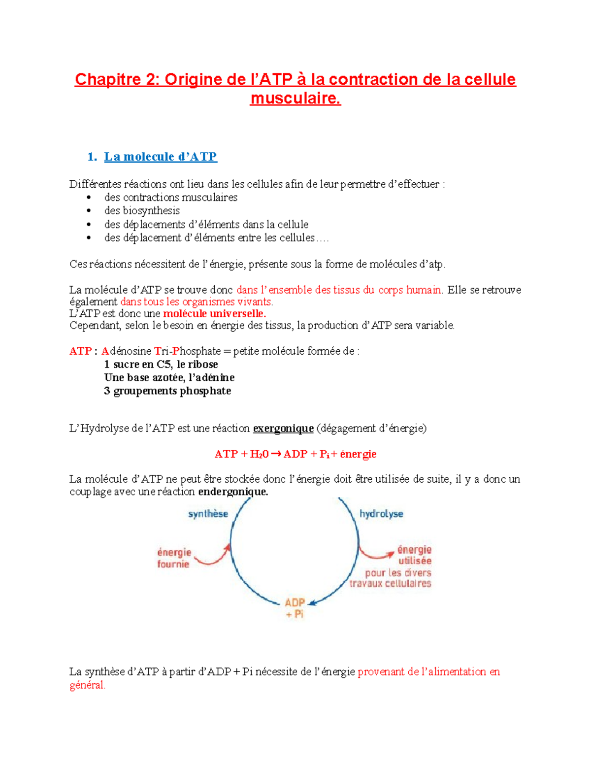 Chapitre 2 - fiche - Chapitre 2: Origine de l’ATP à la contraction de ...