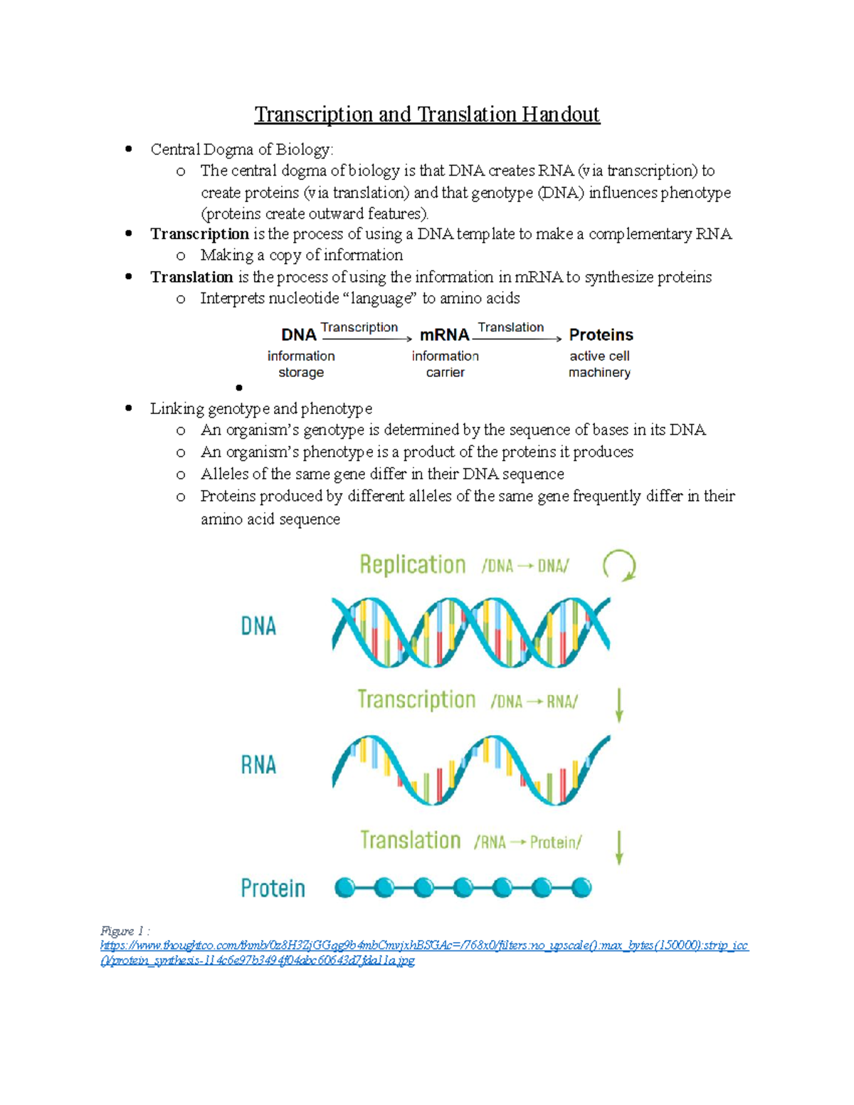 Transcription and translation handout - Transcription and Translation ...