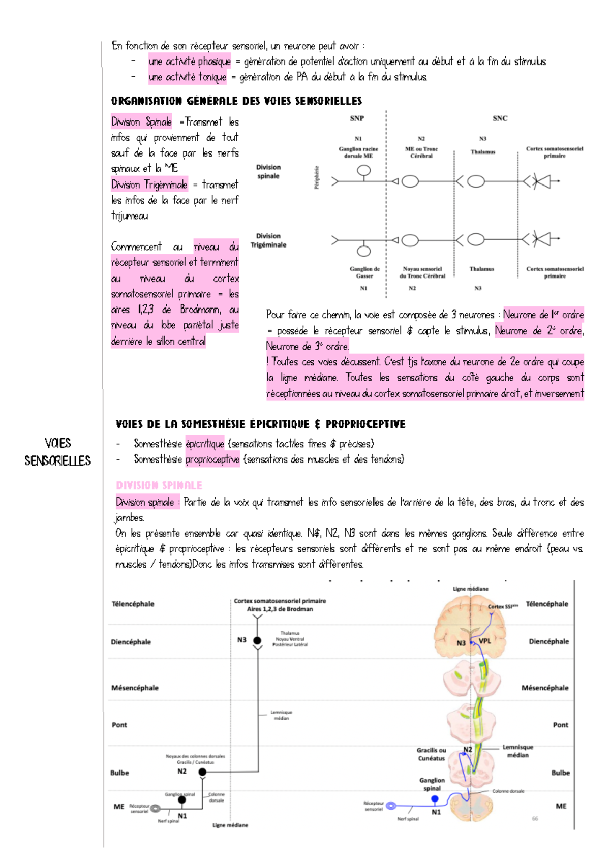 Neuroanatomie - Fiches de cours - En fonction de son récepteur ...