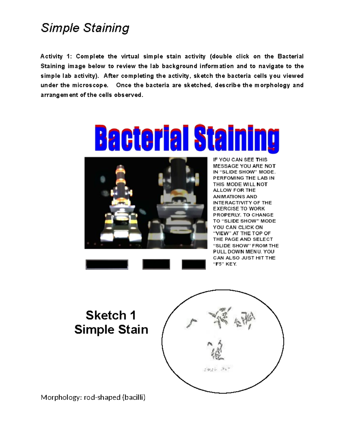 Week 3 Lab - Simple Stain - Sketch 1 Simple Stain Simple Staining ...