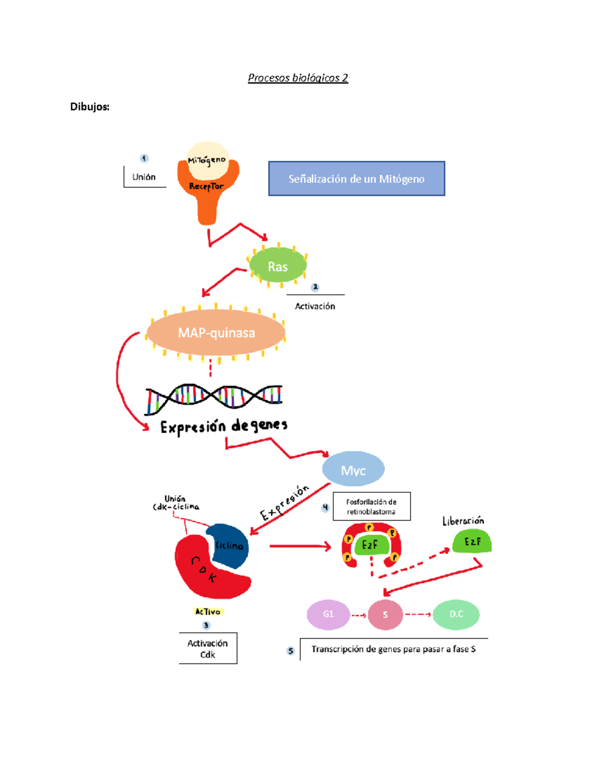 Tarea de Procesos biológicos-2 - Procesos biológicos 2 - UPC - Studocu