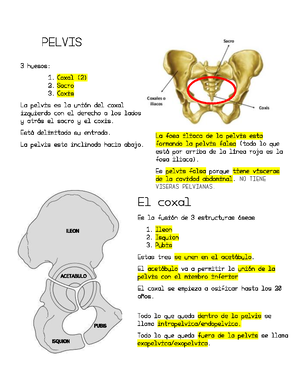 Articulacion de la rodilla - ES UNA DIARTROSIS/SINOVIAL CONJUNTO DE UNA ...
