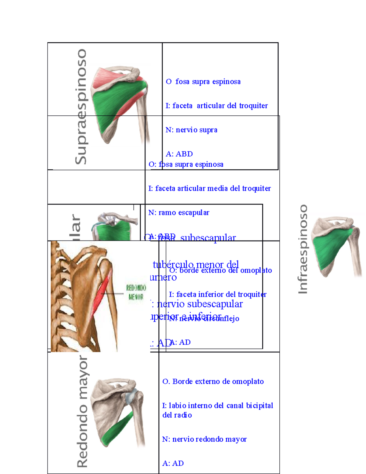 Doc1 - copia - O fosa supra espinosa I: faceta articular del troquiter ...