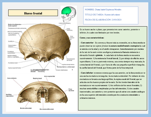 Reflejos patológicos - Reflejos patológicos De la cabeza: Reflejo de ...
