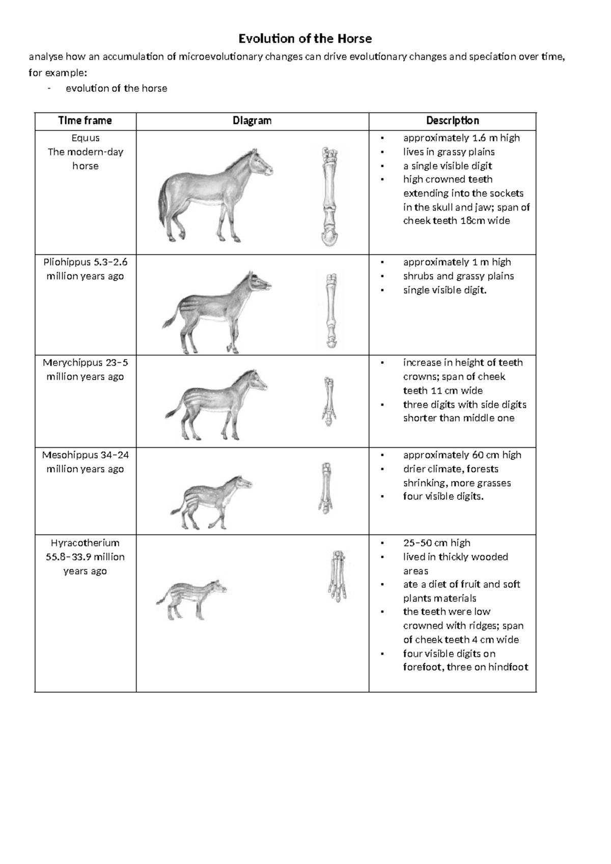 Horse Evolution - Evolution of the Horse analyse how an accumulation of ...