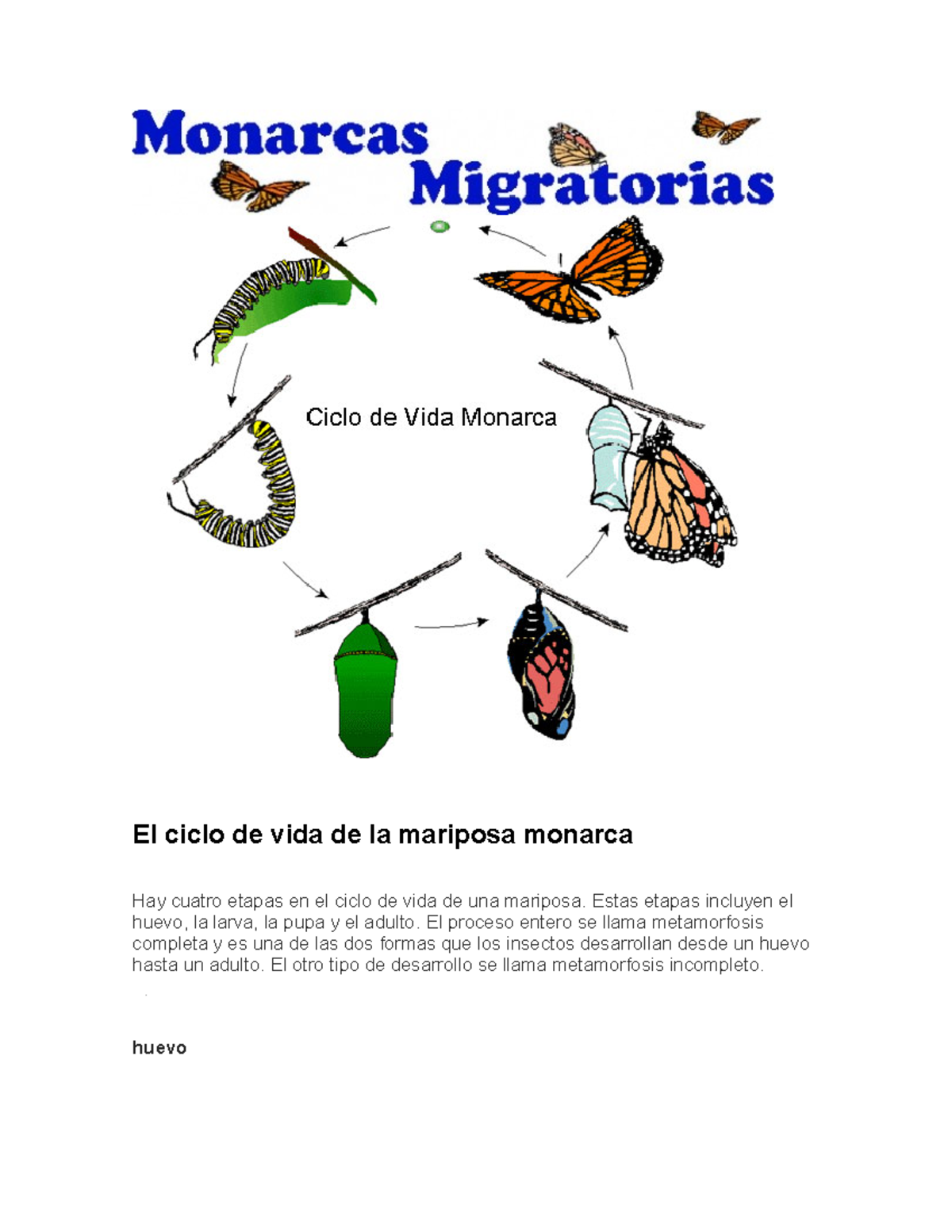 El ciclo de vida de la mariposa monarca - Estas etapas incluyen el ...