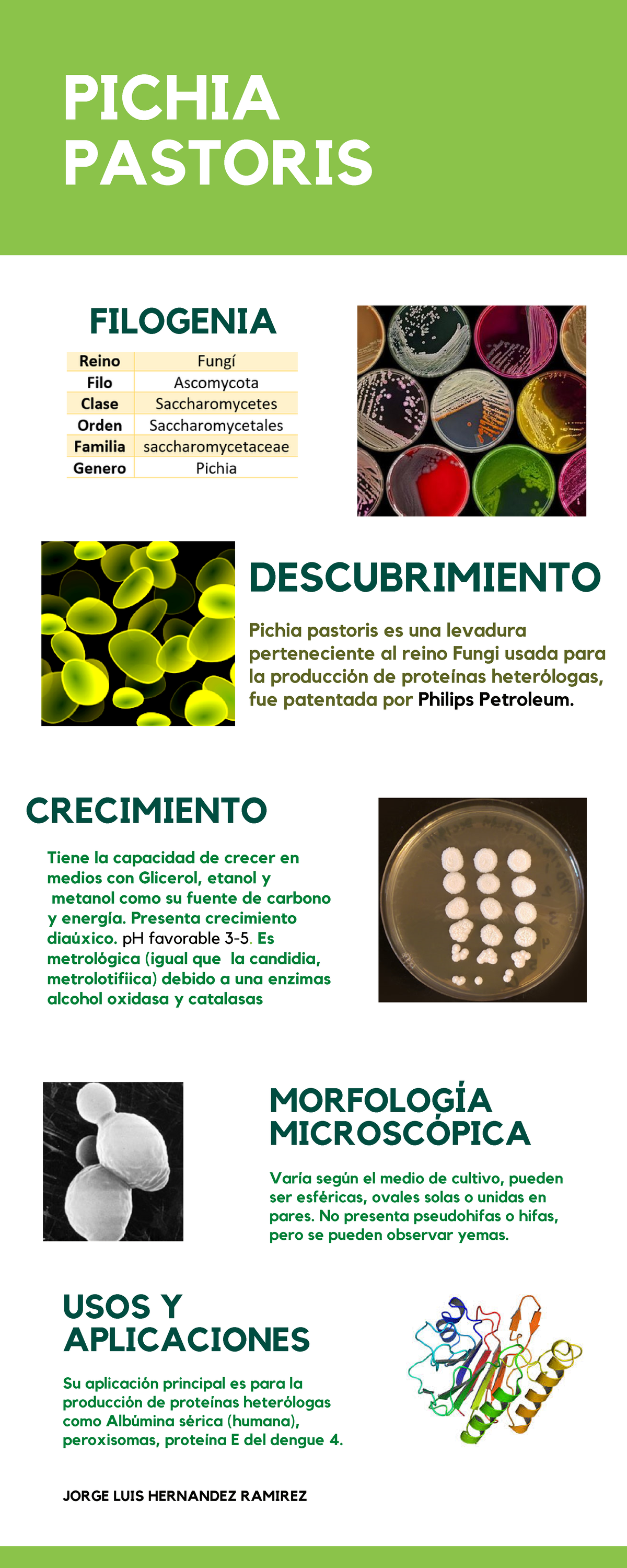 Pichia pastoris - PICHIA PASTORIS CRECIMIENTO Tiene la capacidad de ...