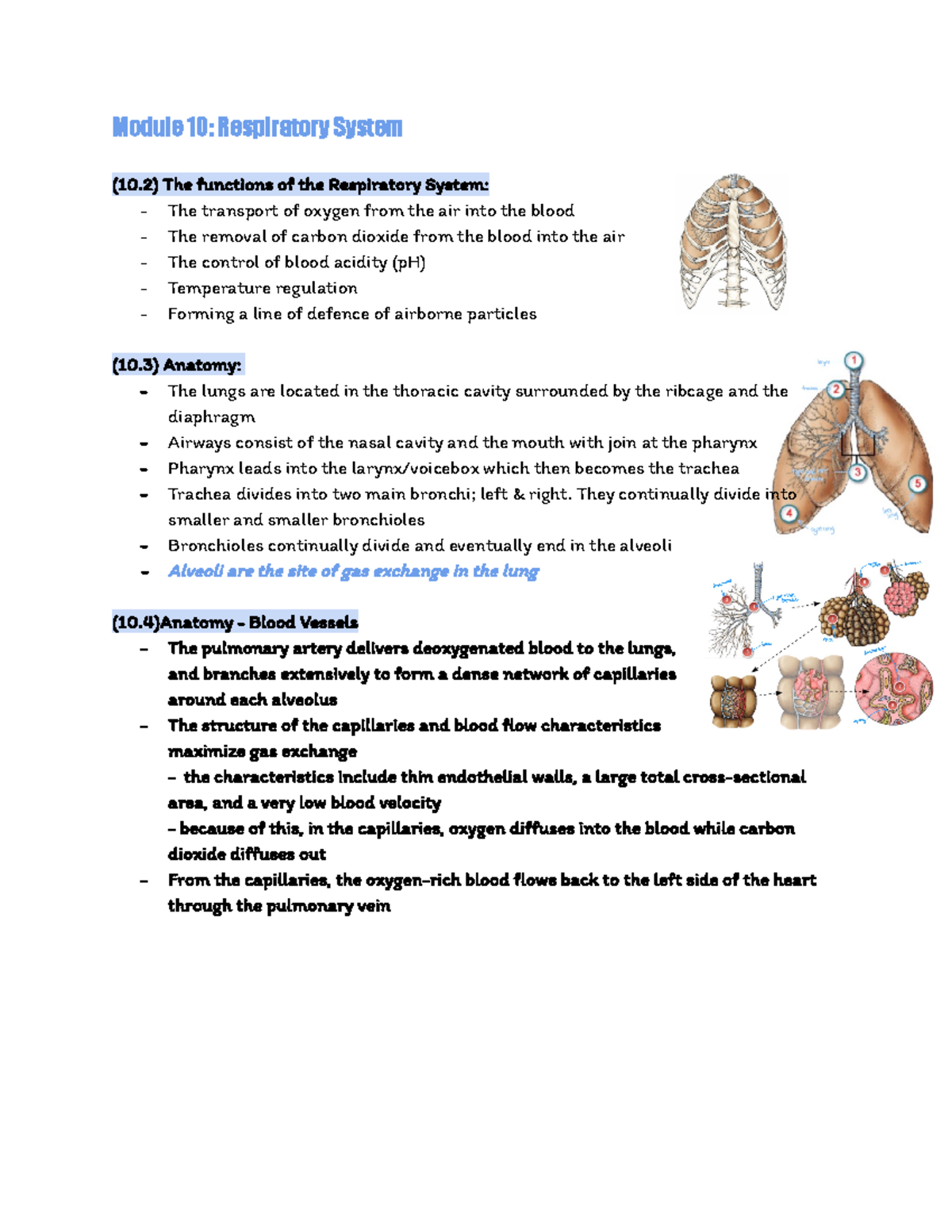 Respiratory System Functions and Anatomy - Studocu