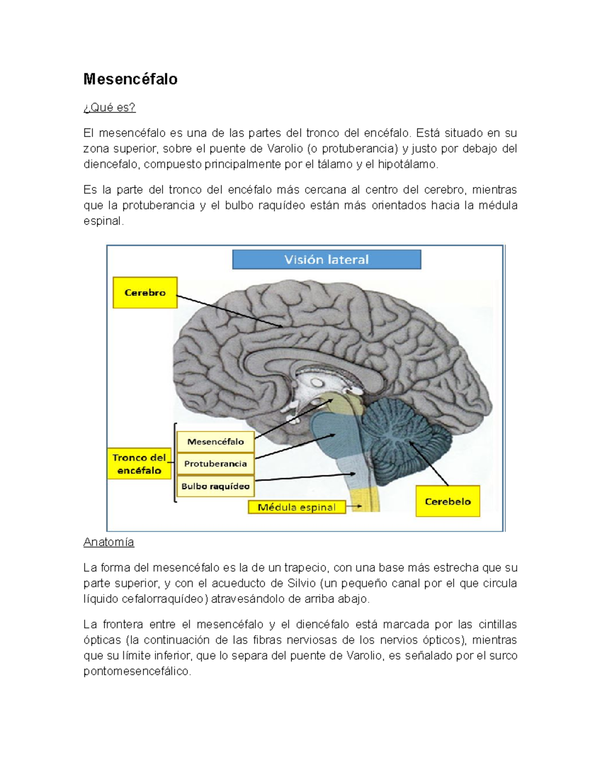 Asociación Educar Ilustración Neurociencias: Tronco Del, 49% OFF