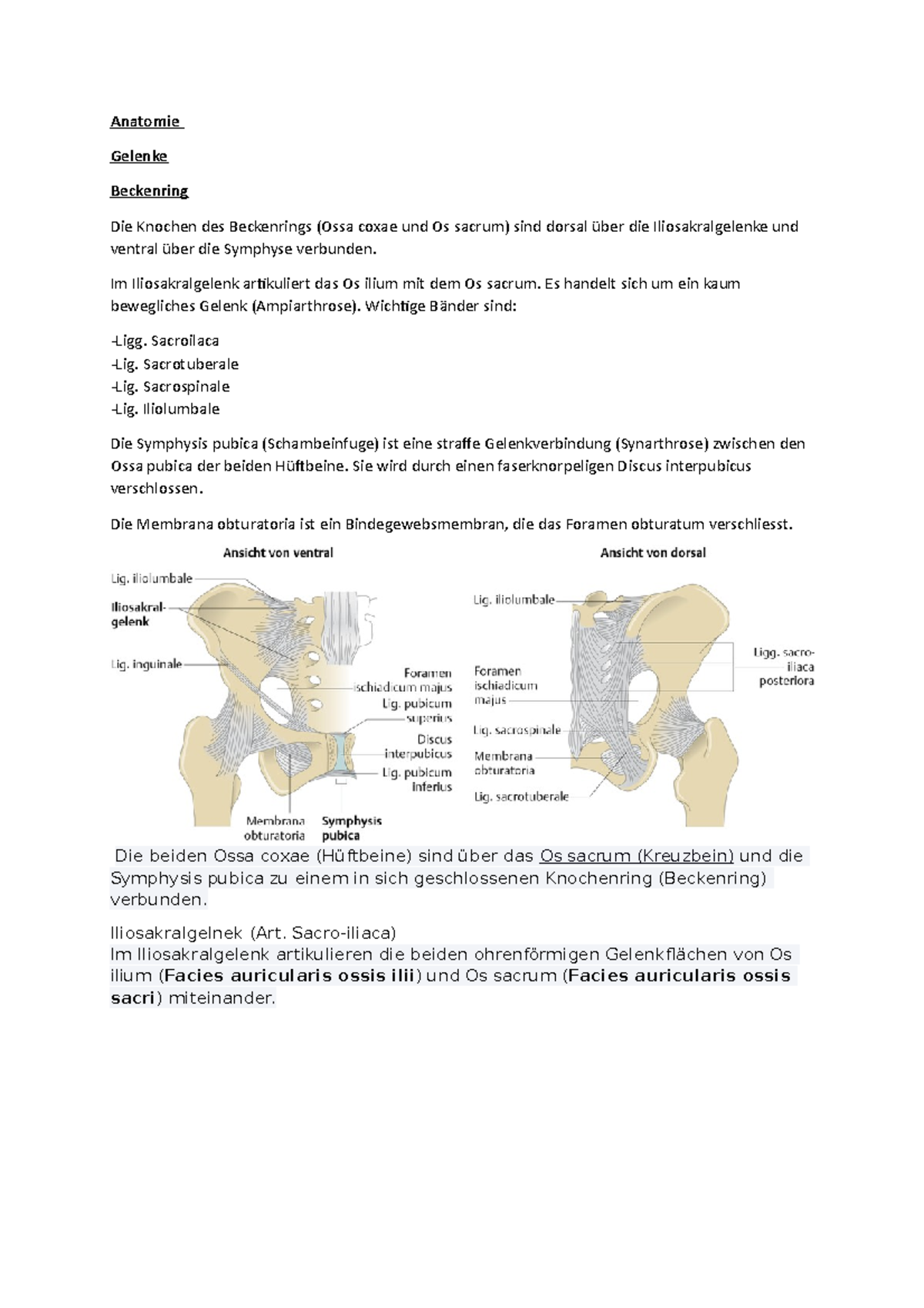 Anatomie Gelenke - Anatomie Gelenke Beckenring Die Knochen des ...