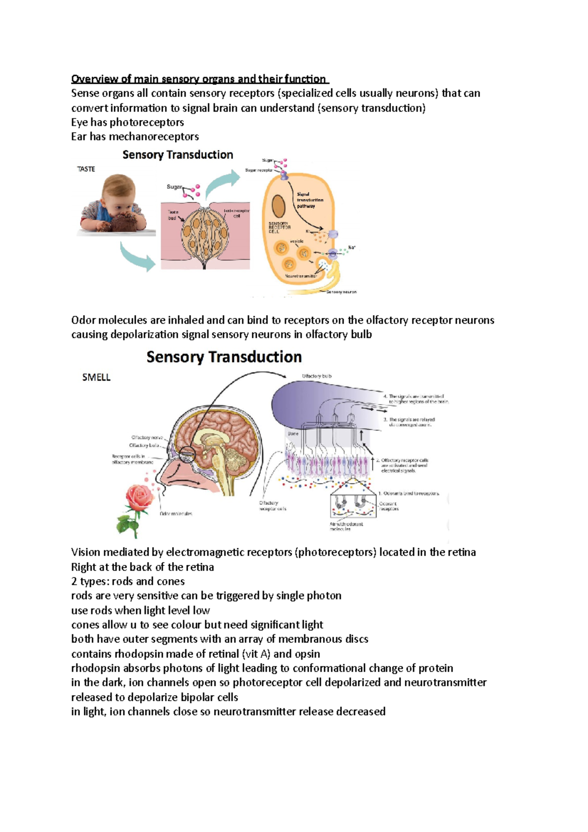 Overview of main sensory organs and their function - Studocu