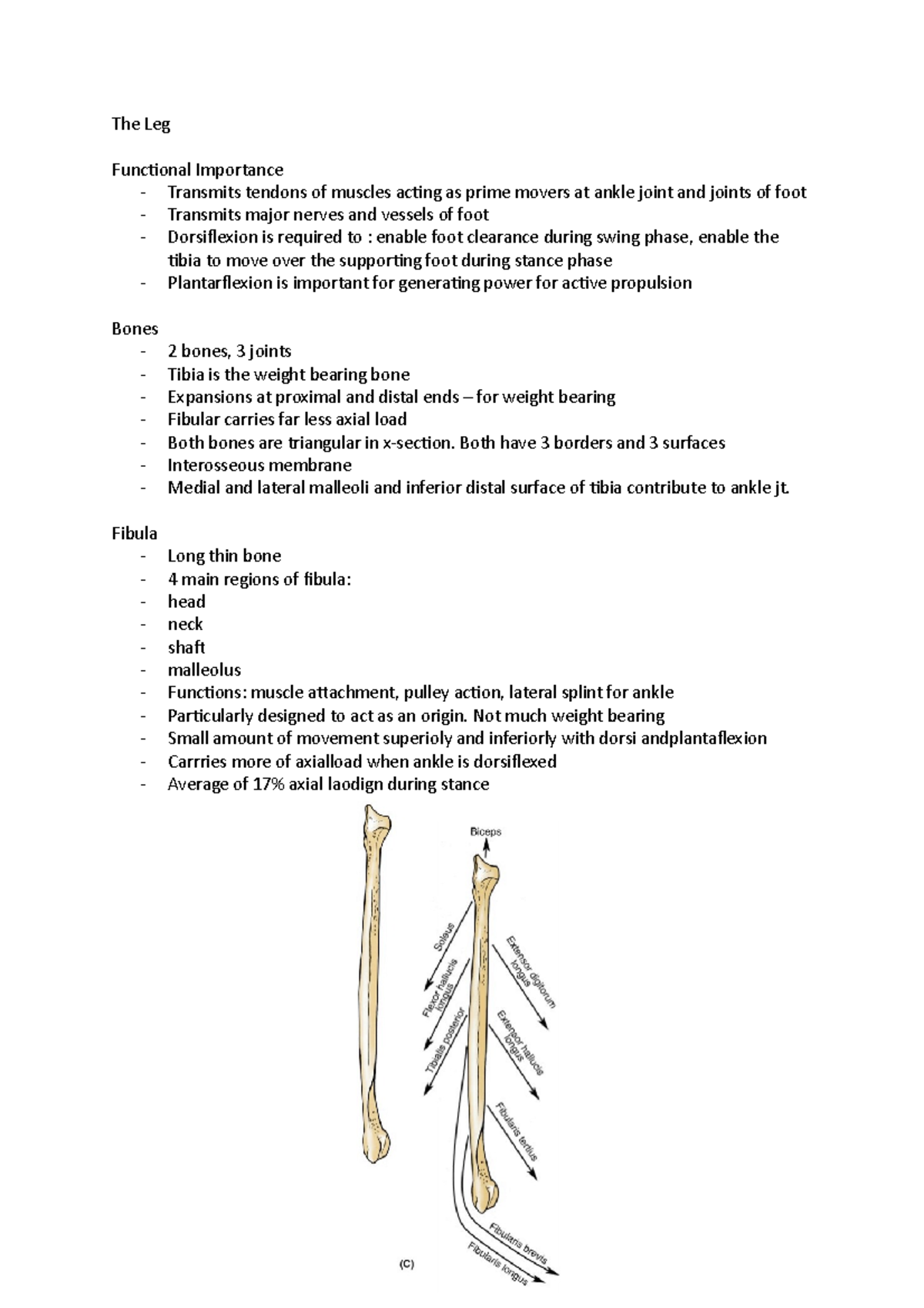 The Leg - Lecture notes - The Leg Functional Importance - Transmits ...