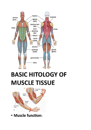 Histology OF THE Female Reproductive System - HISTOLOGY OF THE FEMALE ...