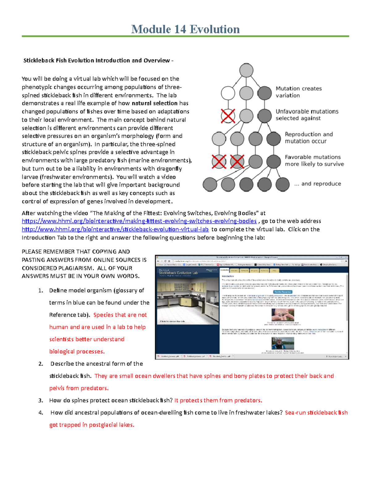 Virtual Lab 14 Evolution (1) (1) - Module 14 Evolution Stickleback Fish ...