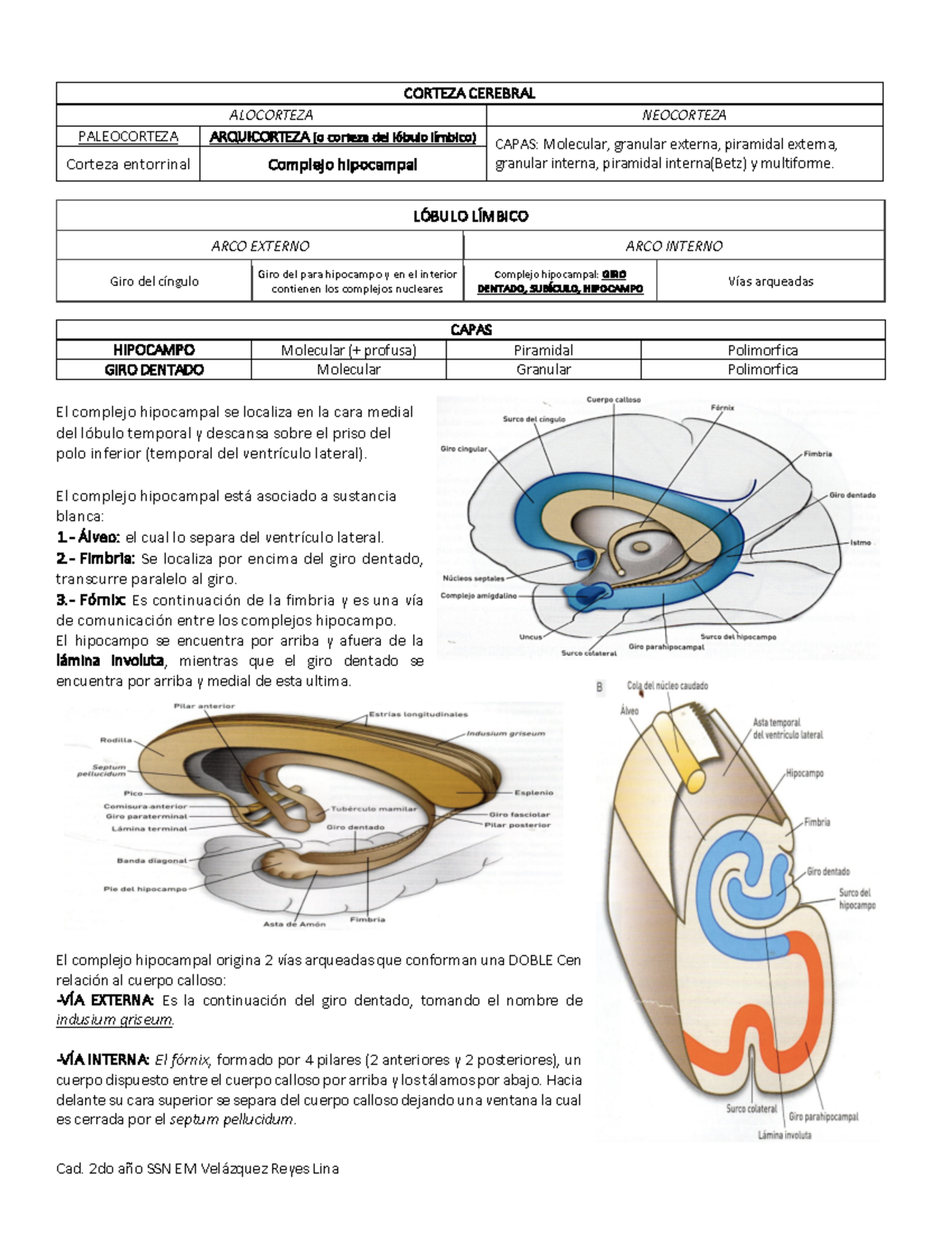 Neuroanatomía áreas del cerebro y circuitos de la memoria - El complejo ...