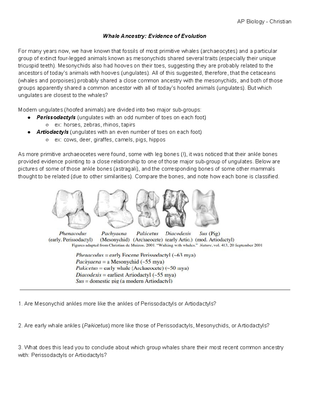 Whale Phylogeny - AP Biology - Christian Whale Ancestry: Evidence of ...