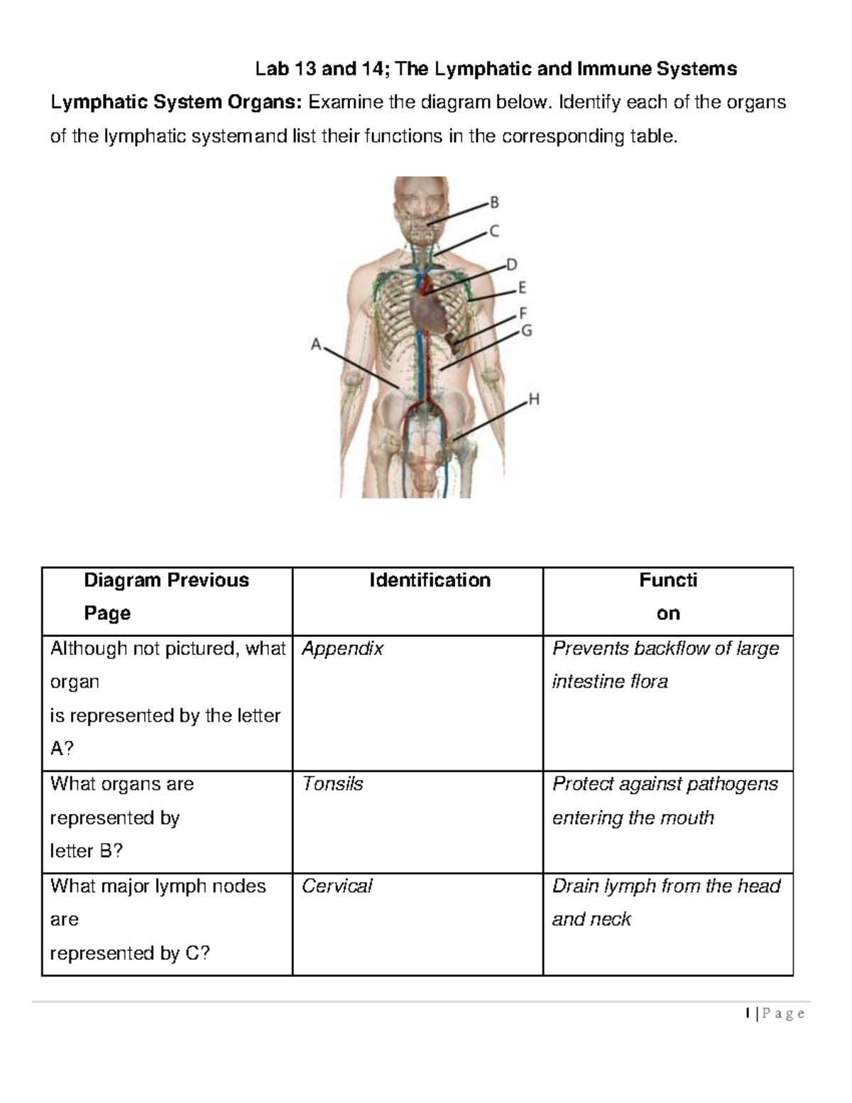 Lab 13 and 14; The Lymphatic and Immune Systems - Lab 13 and 14; The ...