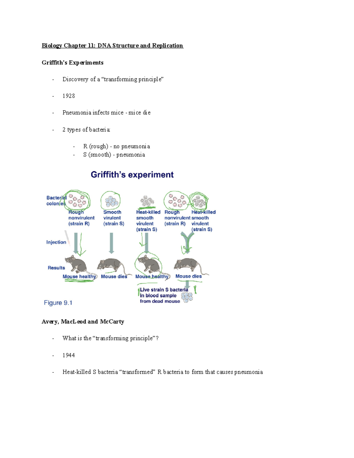 Biology Chapter 11 DNA Structure and Replication - Biology Chapter 11 ...