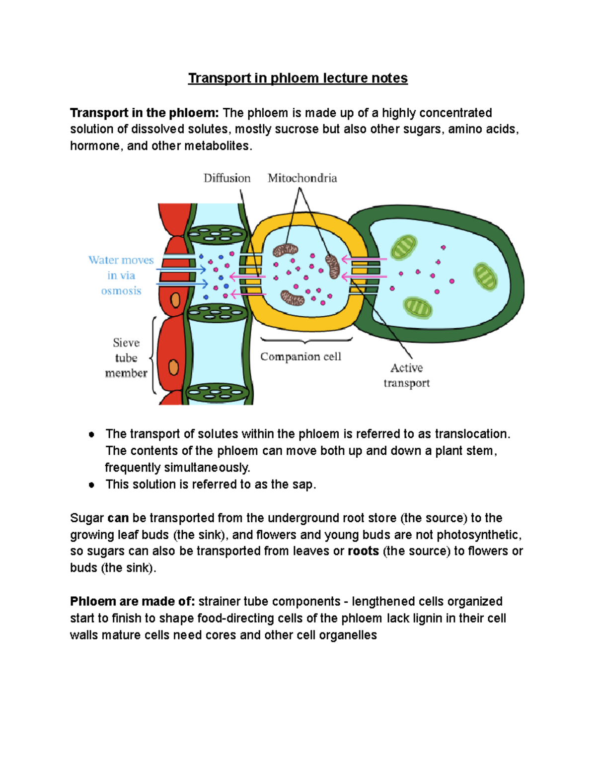 Transport in phloem lecture notes - Transport in phloem lecture notes ...