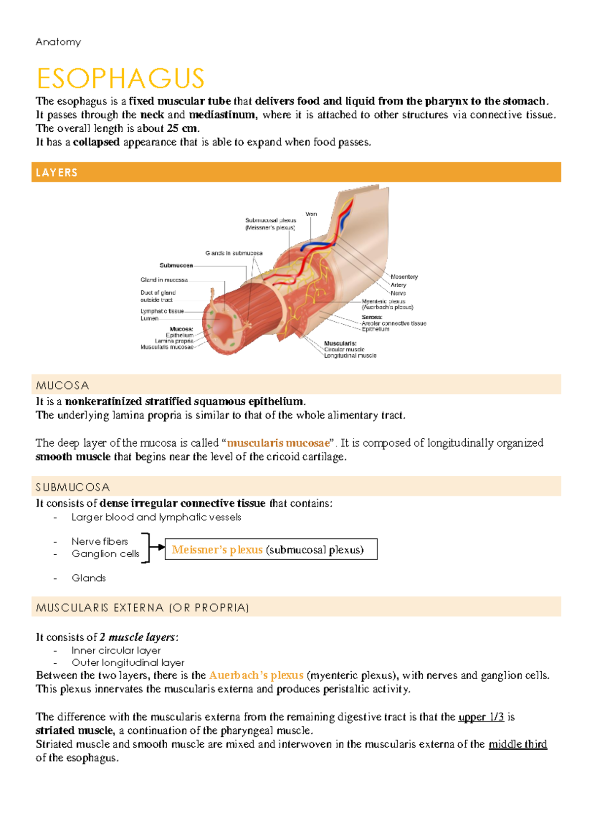 Esophagus - Anatomy ESOPHAGUS The esophagus is a fixed muscular tube ...