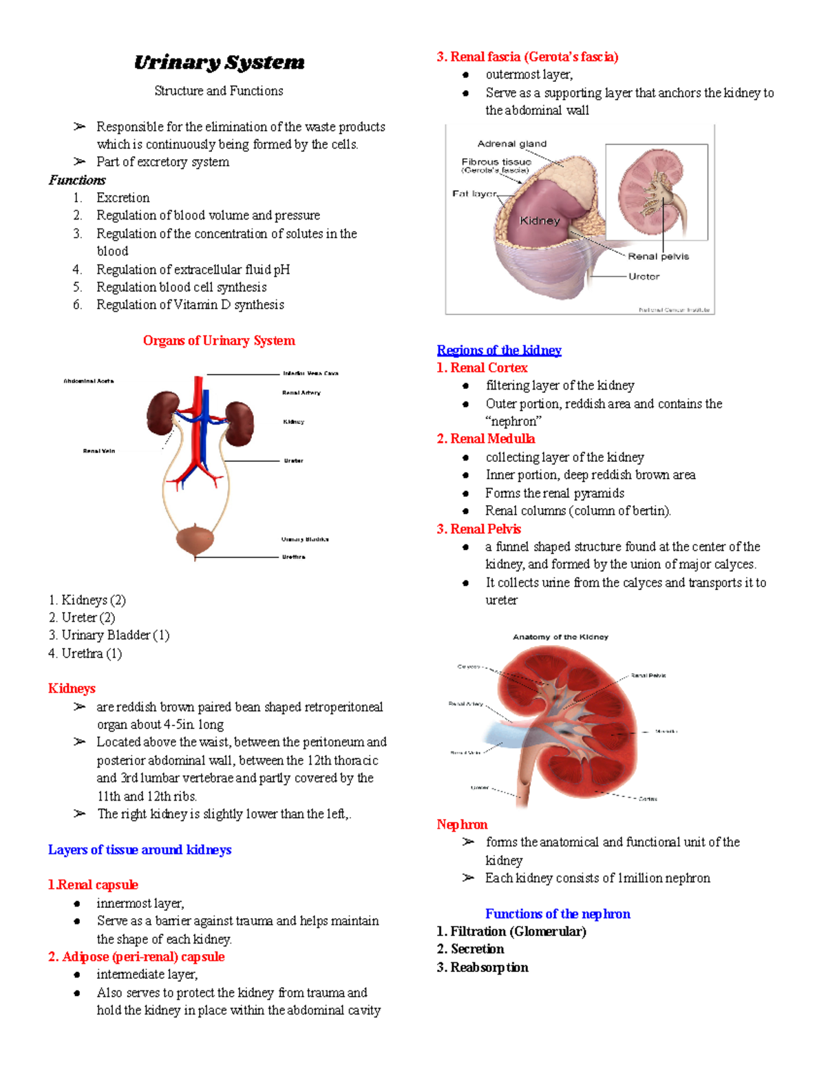 Urinary System - Urinary System Structure and Functions Responsible for ...