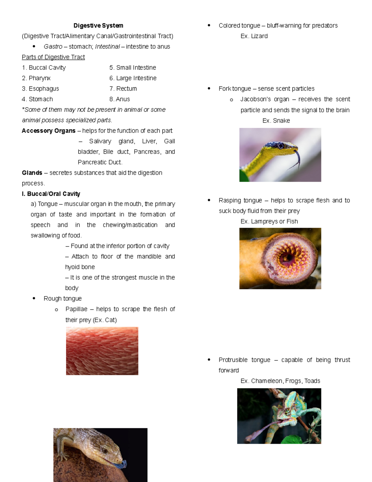 Digestive System Zoology - Digestive System (Digestive Tract/Alimentary ...