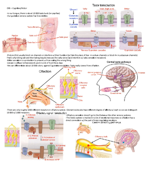 Tgmd3-score sheet - V IMPORTANT FOR LAB TGMD-3 WORK DONE - Madison ...