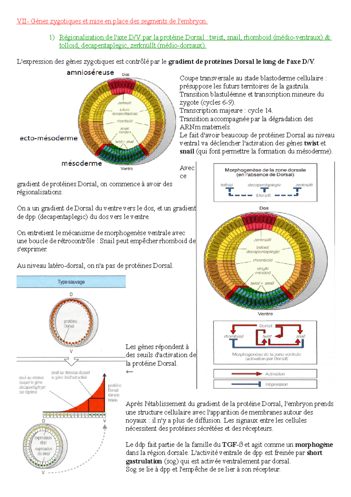 1-Développement de la drosophile-Partie 3 - VII- Gènes zygotiques et ...