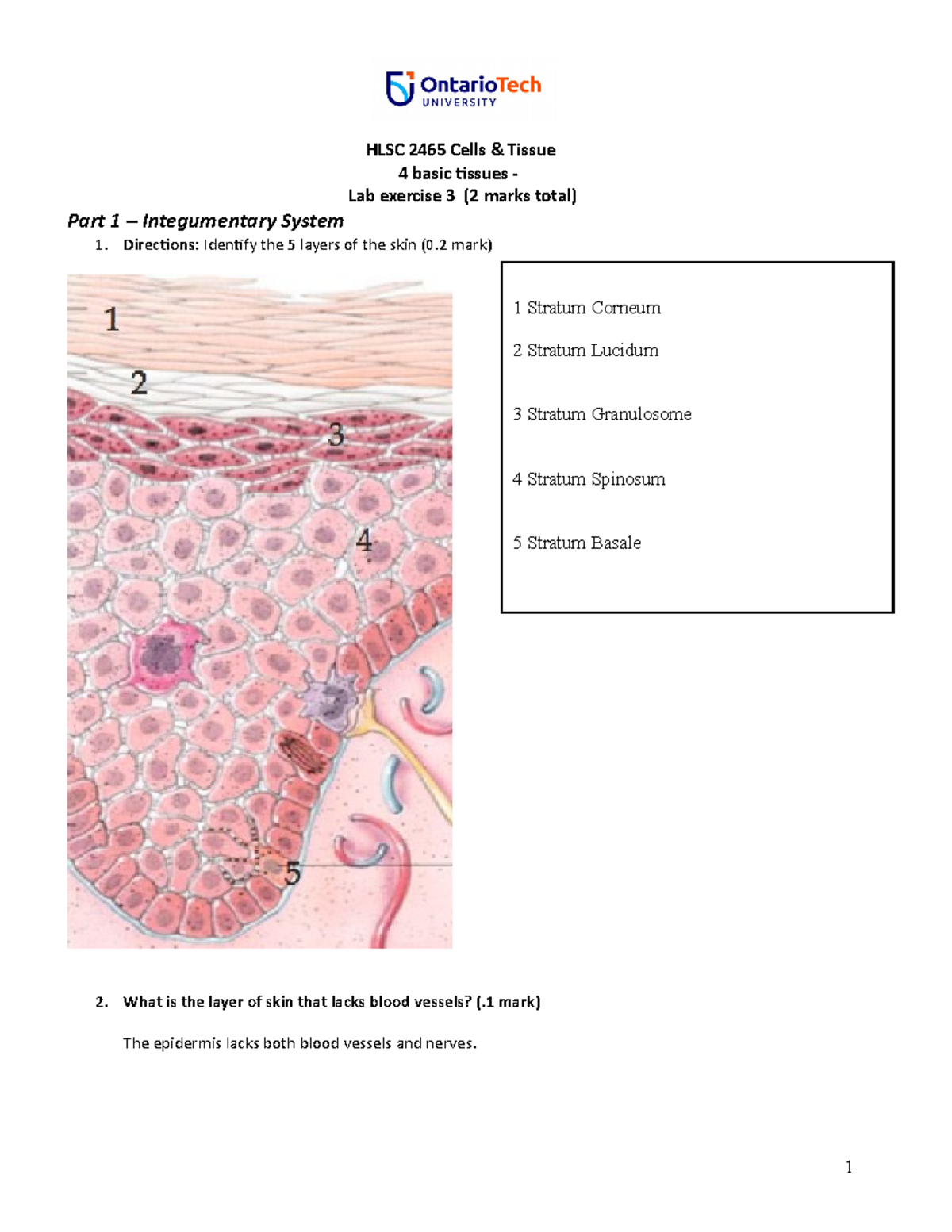 Lab exercise 3 AP - Lab AP3 - HLSC 2465 Cells & Tissue 4 basic issues ...