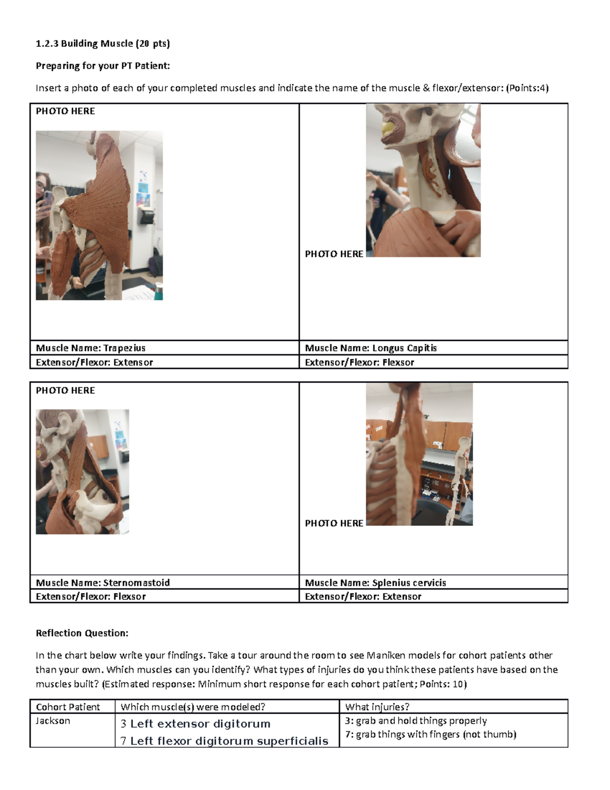 1.2.3 PLTW Conclusion Qs - 1.2 Building Muscle (20 pts) Preparing for ...