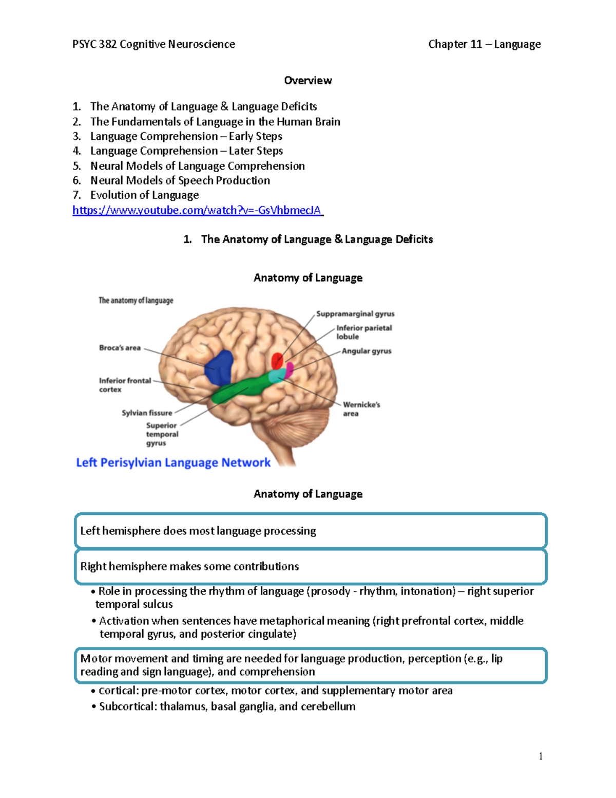 Chapter 11 - cognitive neuroscience - Overview The Anatomy of Language ...