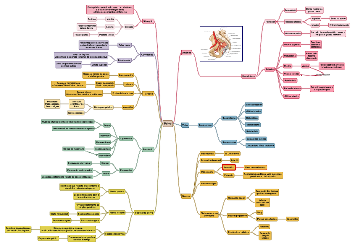Pelve - mapa mental de regiao pelvica - Parte do tronco ao e a de entre ...